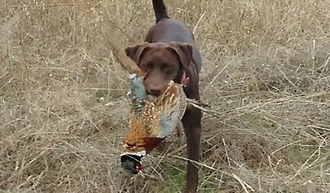 Hunting - Sierra Valley Labs