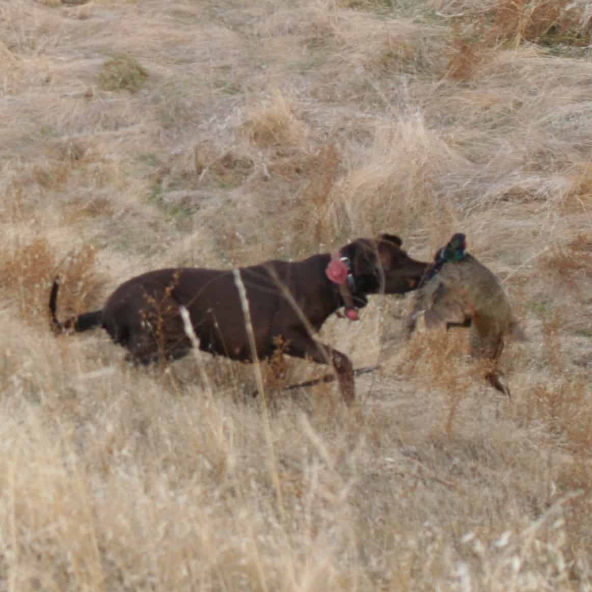 Hunting - Sierra Valley Labs