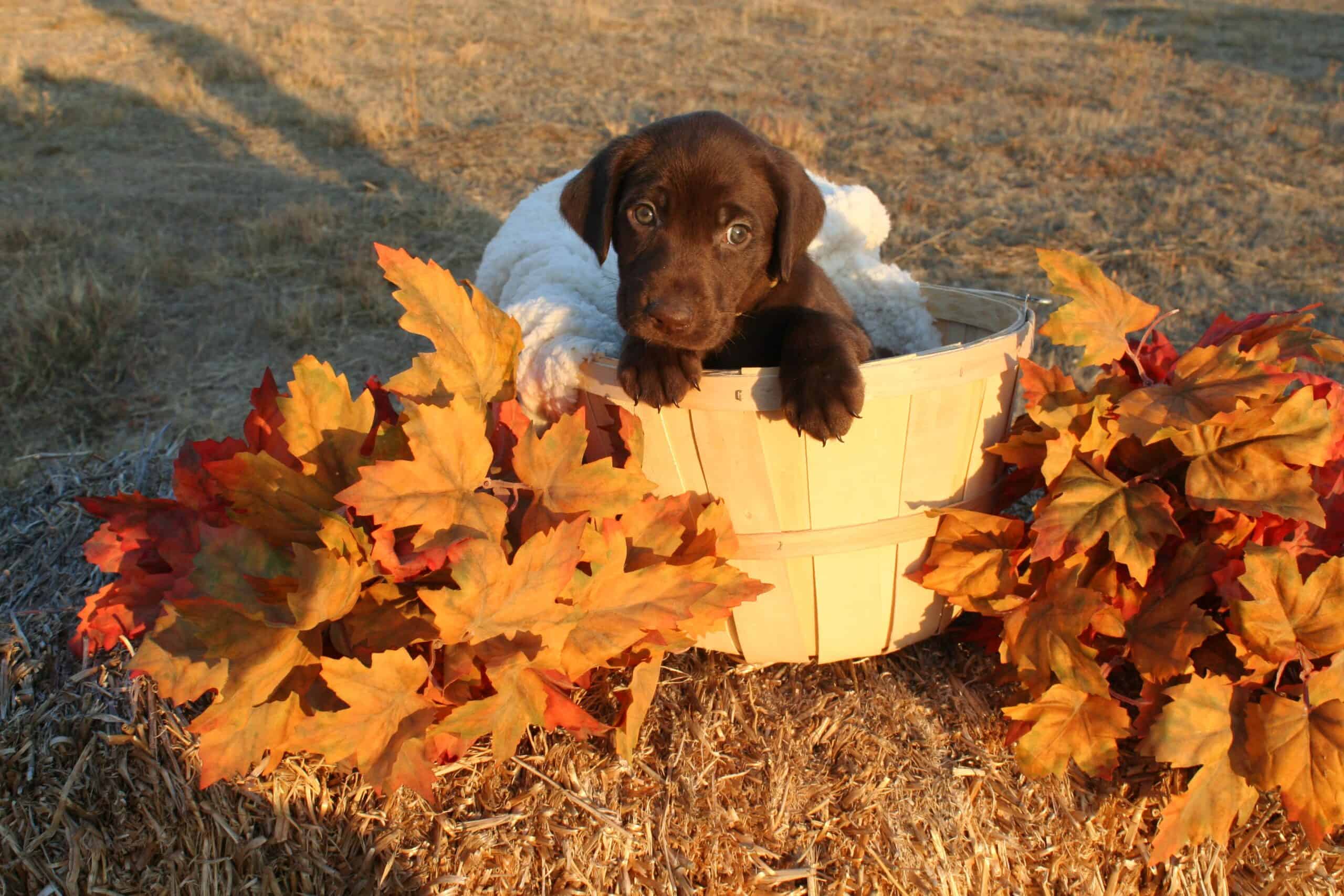California Labrador Puppy - Champion Pedigree - Litters Available