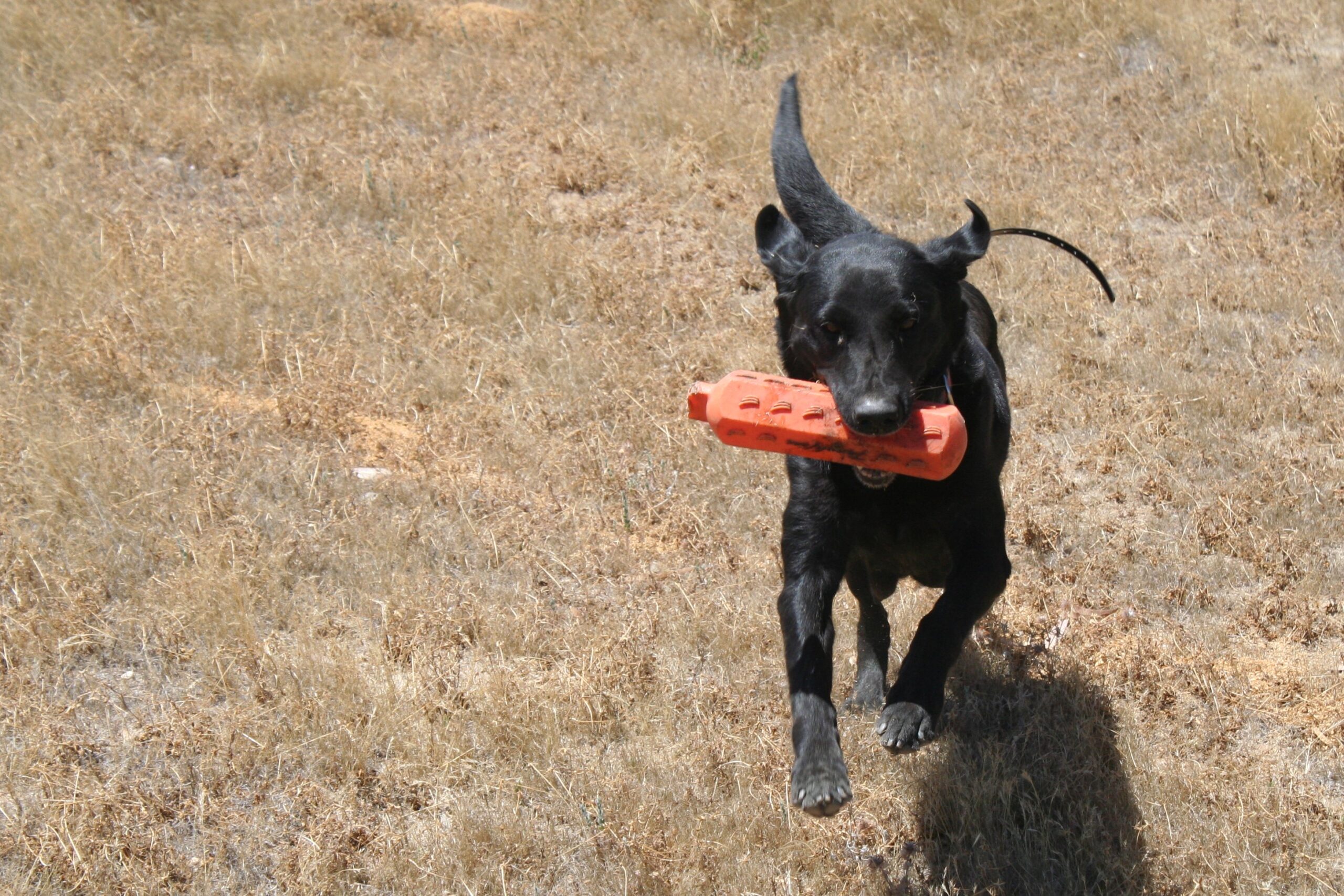 The History of the Labrador Retriever - From beginning until today