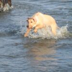 California Yellow Lab Litters Labrador Puppy AKC Pedigree Litters